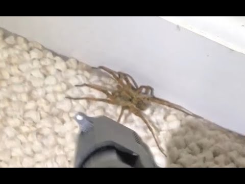 hello mr spider - YouTube