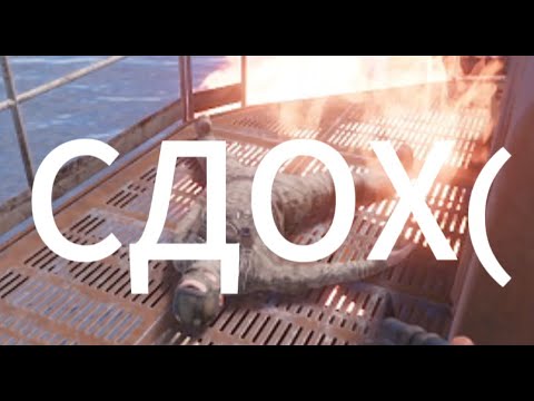 RUST НО ЭТО KISS ME AGAIN - YouTube