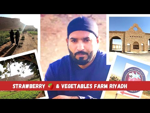 Strawberry Garden & Vegetable Farm Riyadh. 4K - YouTube