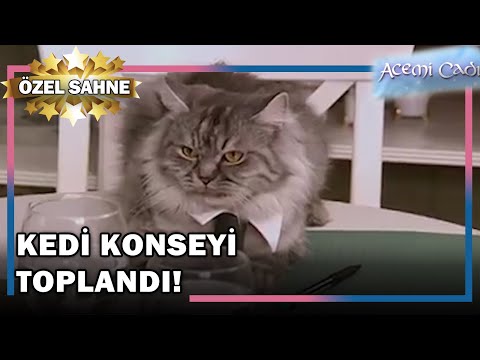 Kediler Konseyi Toplandı! - Acemi Cadı Özel Klip