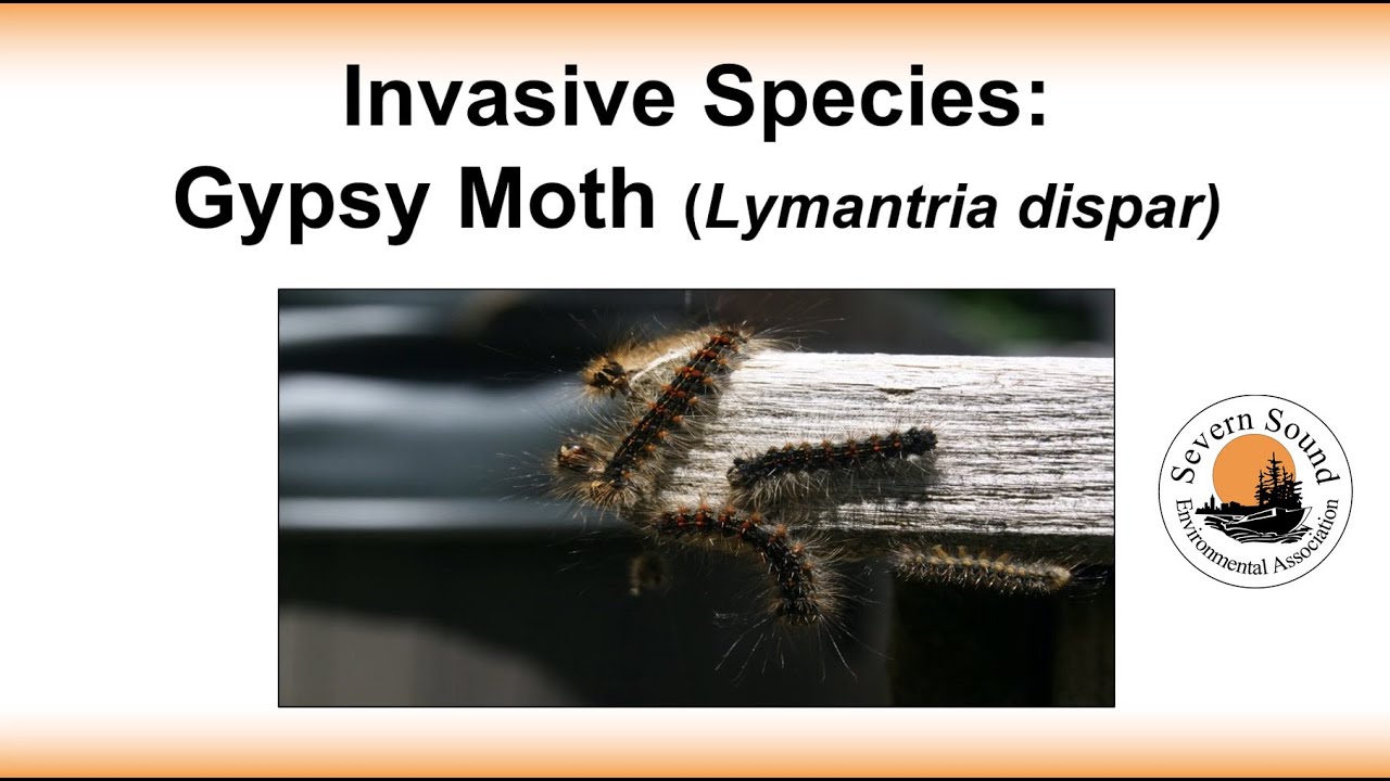 Invasive Species - LDD Moth - YouTube