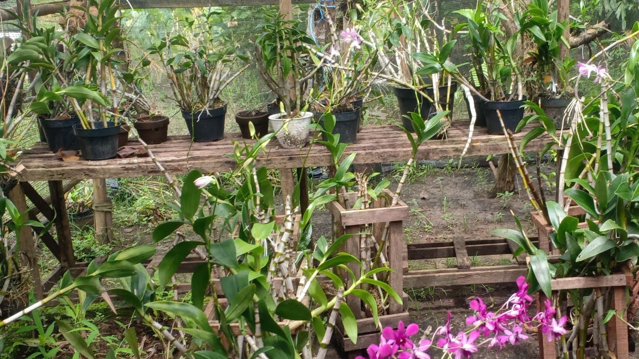 Anggrek Jadulan Murah Nabilla Flower 087824427839 - YouTube