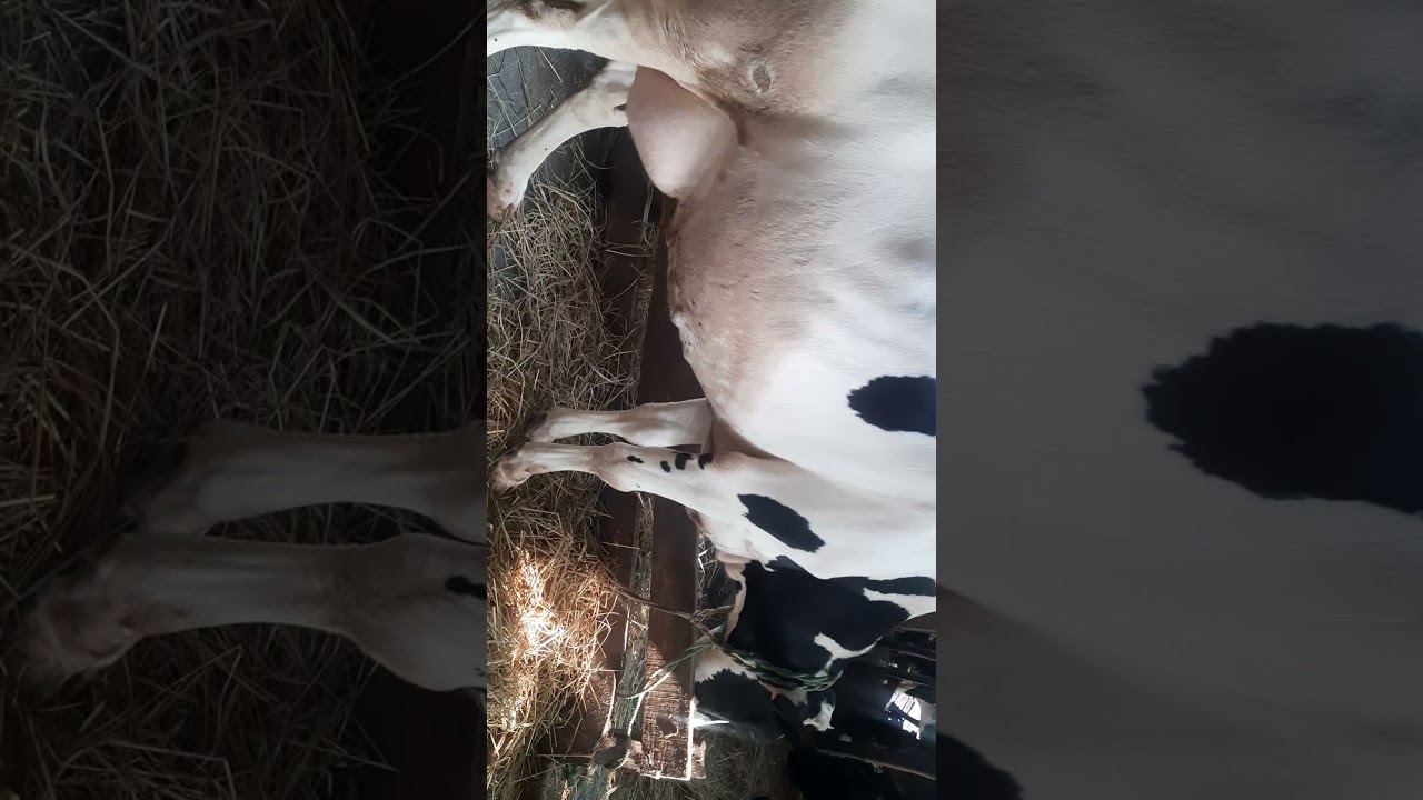 PURE BREED ABS COW... - YouTube