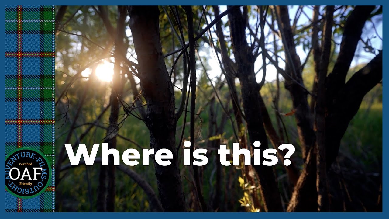 Where do you find diamond willow (for carving)? - YouTube