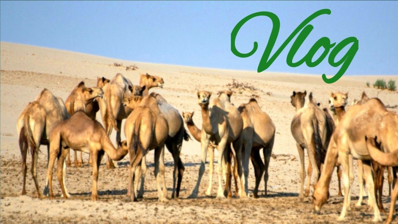 Visit to Al Rahba, Abudhabi| Summer camp trip by Team Malarvadi ...