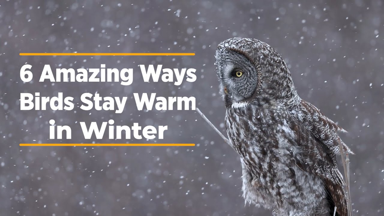 6 Amazing Ways Birds Stay Warm in Winter - YouTube