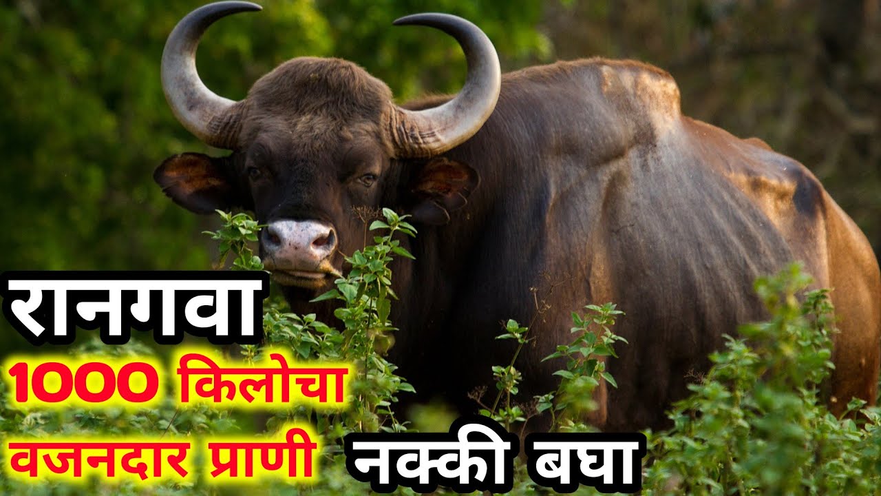 rangawa vishay mahiti | rangawa chi mahiti | rangawa prani | rangawa ...