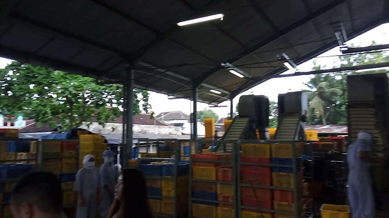 Edamame processing in Jember part 3 - YouTube
