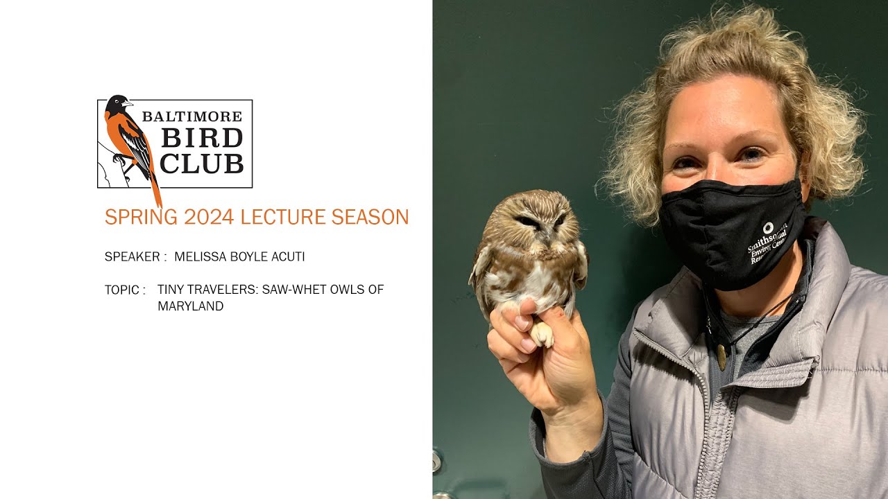 Baltimore Bird Club - Tiny Travelers: Saw Whet Owls of Maryland - YouTube