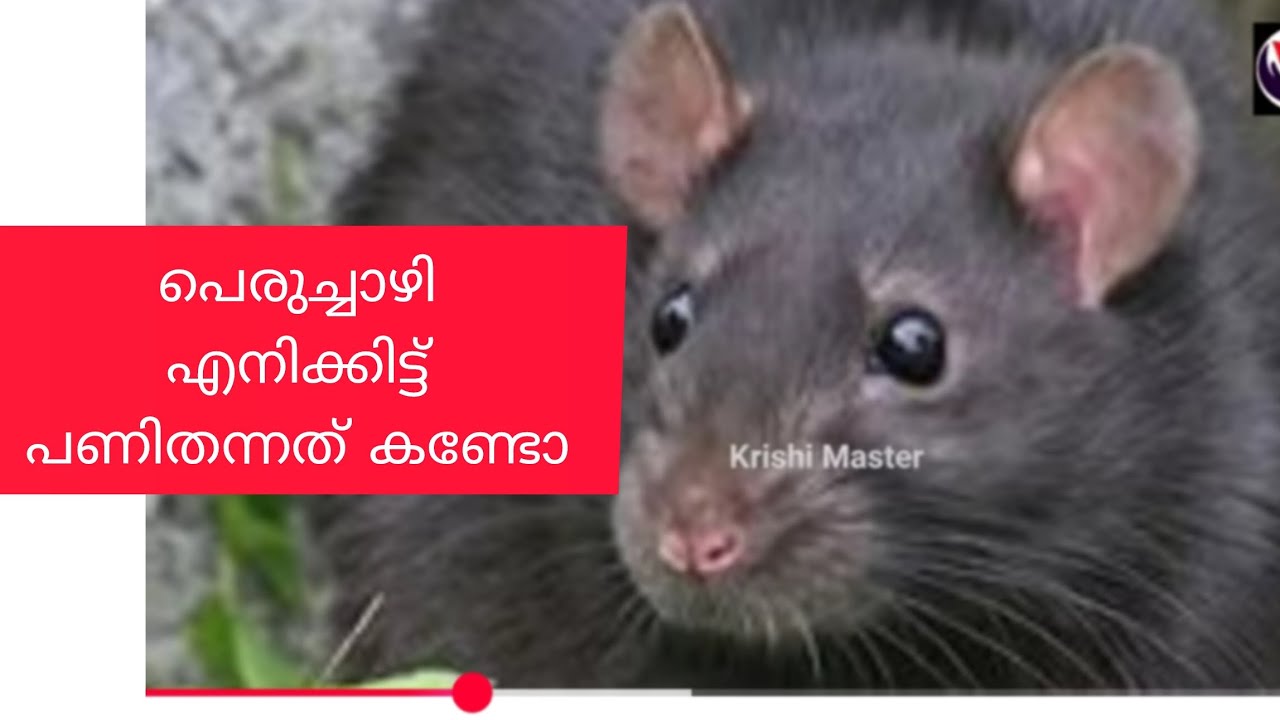 തറയിലെ മണ്ണ് നീക്കിയ വിരുതൻ /peruchazhi / - YouTube