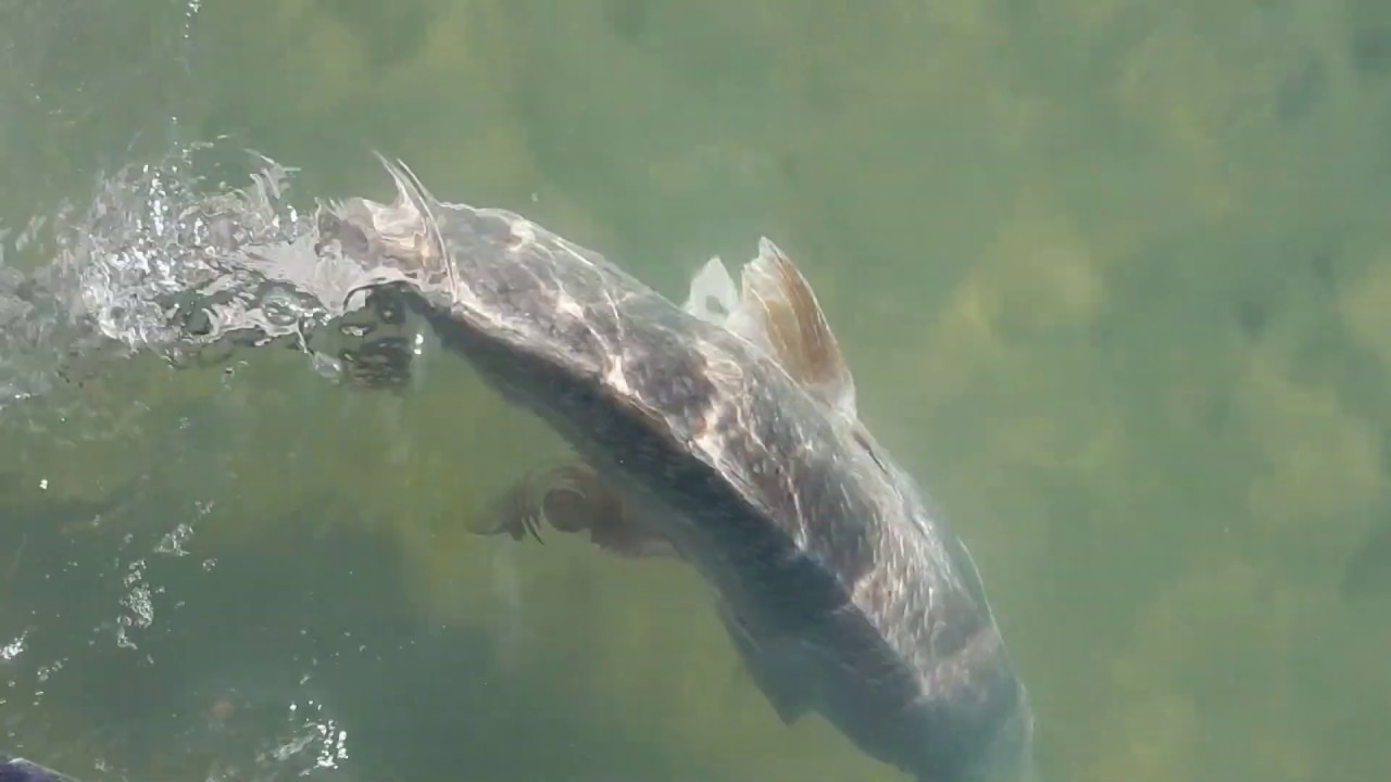 Strange Catch - Woody's 47 Bull Red 1- 25 -19 - YouTube