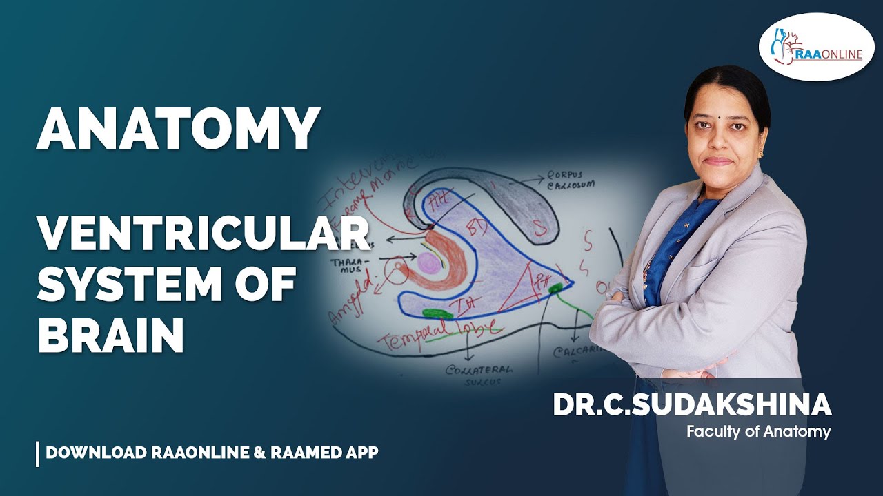 Ventricular System of Brain - YouTube