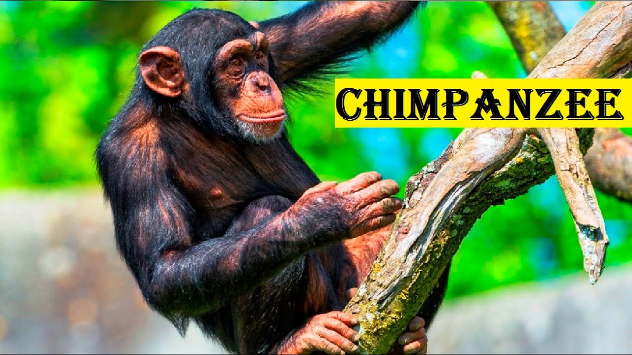 chimpanzee | life of chimpanzee | animal histrology - YouTube