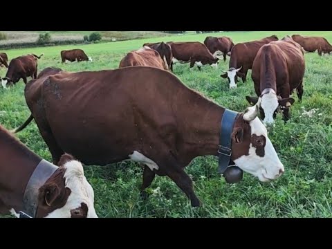 🍀🍀Fransa Doğanın Huzuru: Abondance ve Tarine İnekleri Otlarken Sağım Saatini🐮🐮 Kaçırdım👍👍