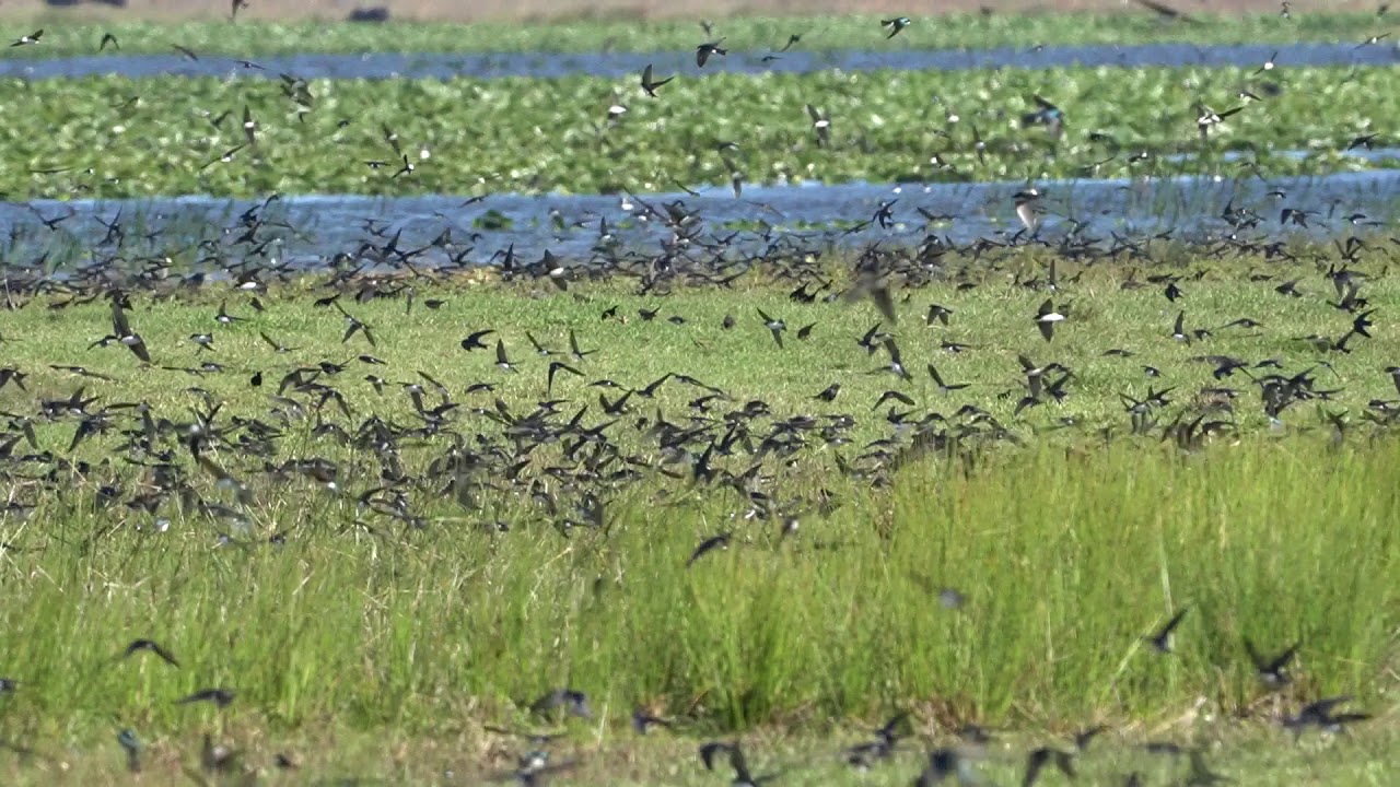 A swarm of Tree Swallows chase a hoard of Chizzywinks (blind mosquitoes ...