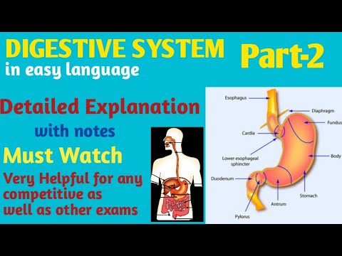 Digestive System in detail | Function of Stomach and Esophagus | easy ...