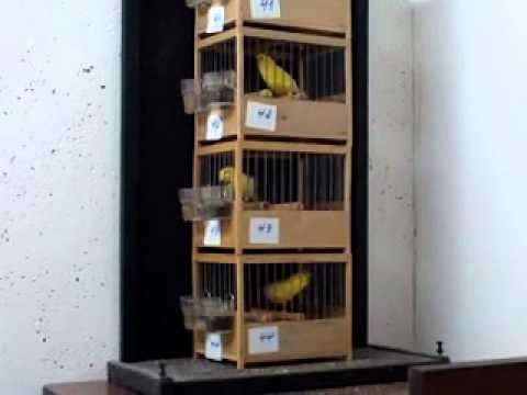 Chant canari Harz Rolin STAM2- harzer roller - YouTube