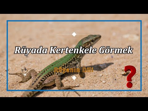 RÜYADA KERTENKELE GÖRMEK (rüya tabiri)