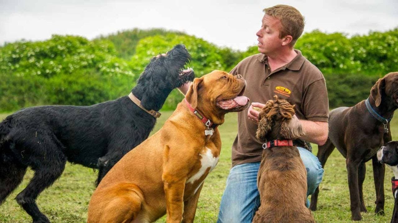 Dog Training: How to Be the Pack Leader of Your Dog - YouTube