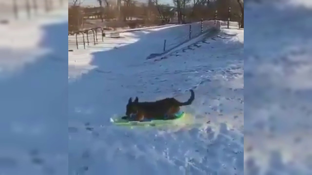 Dog Slipping on Ice | American Dog Lover | Dog Skidding - YouTube