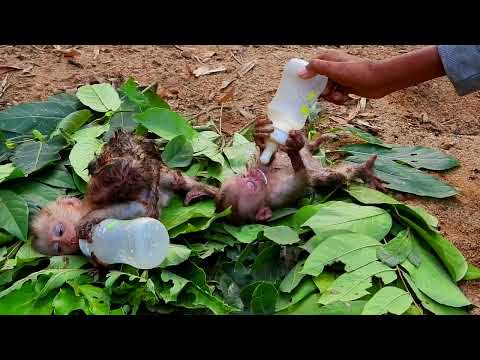 Three baby monkeys after being pulled out of the water, sister gives them milk