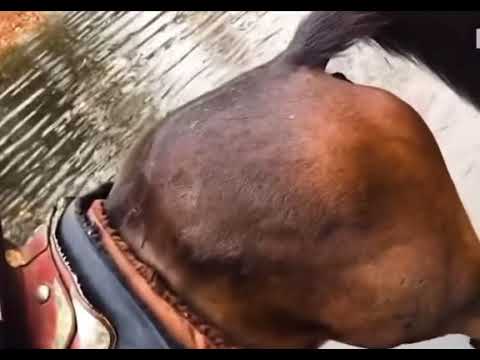Horse farts, then smiles