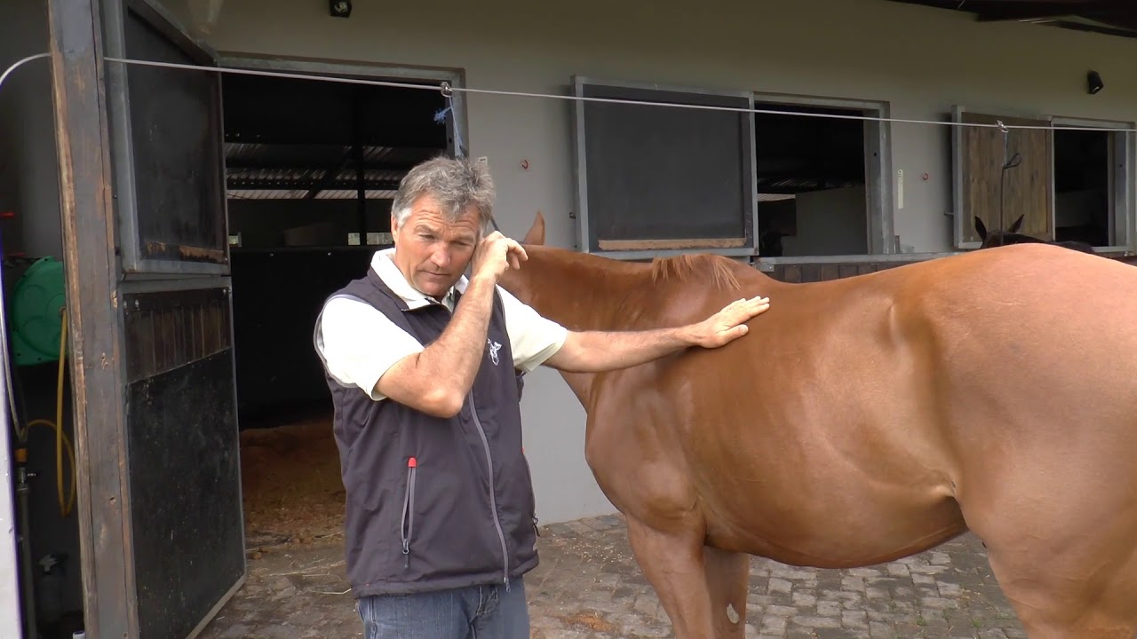 A Daily Leg Check You Must Do - Horse Care Tips - YouTube