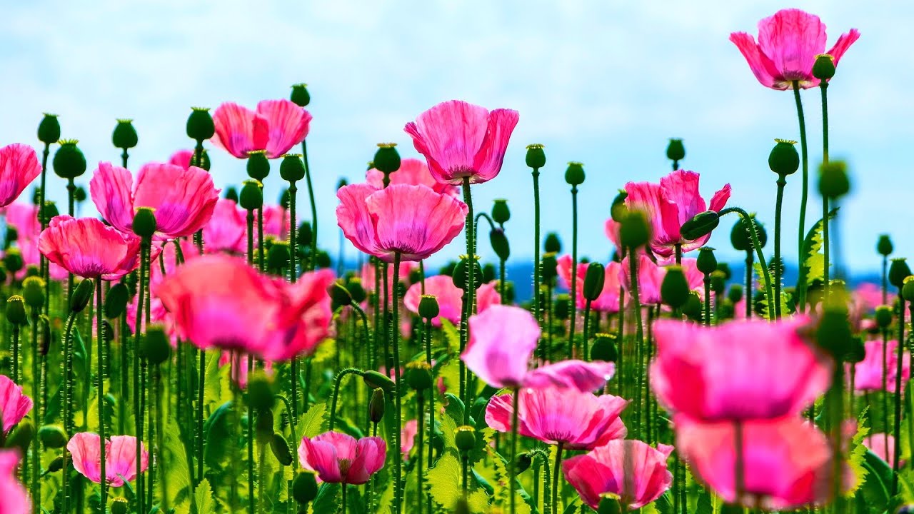Beautiful Spring Flowers Blooming with Relaxing Music, Peaceful ...