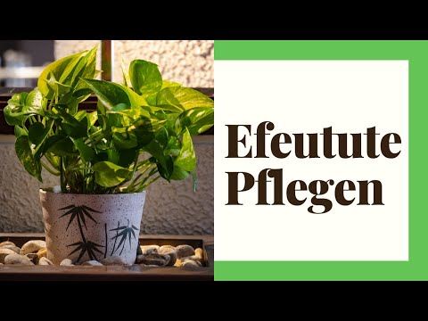 Efeutute Pflegen -  So einfach geht’s