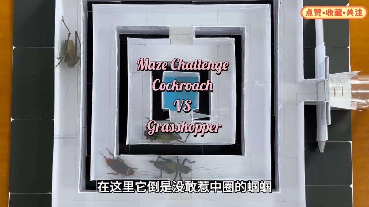 Maze Challenge: Cockroach VS Grasshopper - YouTube