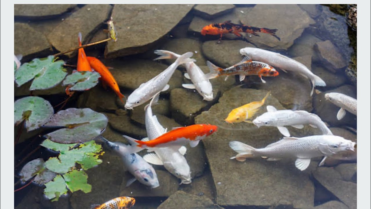 Wow best catching fish ,culurfish , gold fish ,koi fish … - YouTube