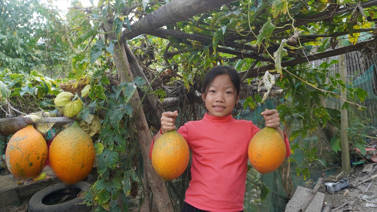 Poor girl. Harvest gac fruit and sell it in the village - Forest life ...