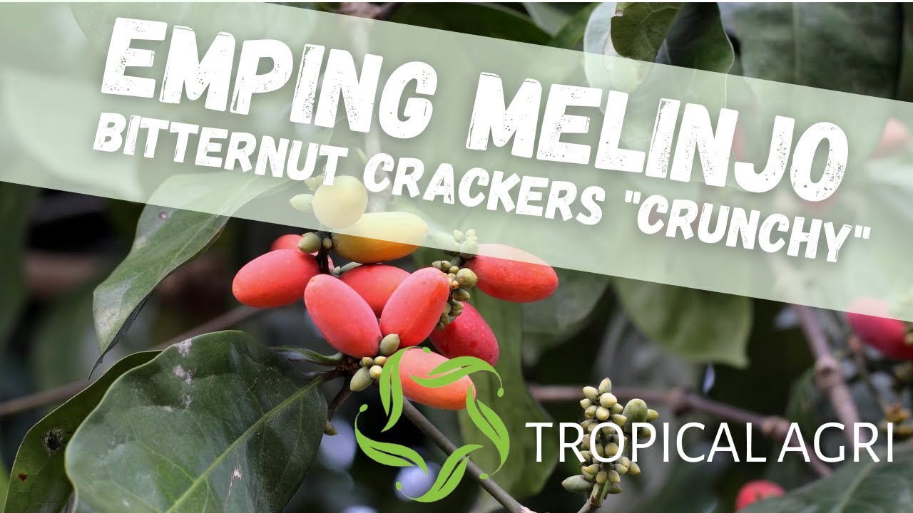 Emping Melinjo - Bitternut Crackers "Crunchy" | Tropical Agri - YouTube