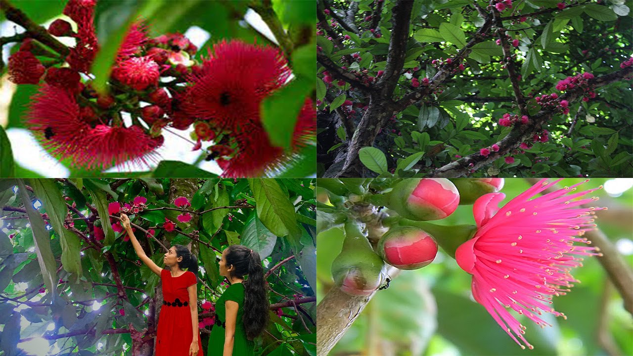 "Rainy Day Jambu Flower Adventure - A Taste of Nature's Bounty" 🌧️ ...