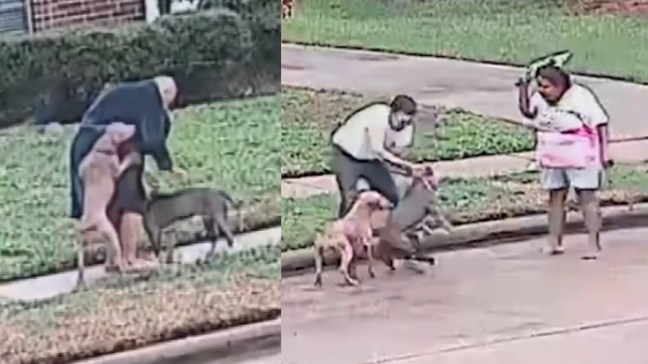 2 large Pit Bulls shot after attacking 3 people - YouTube