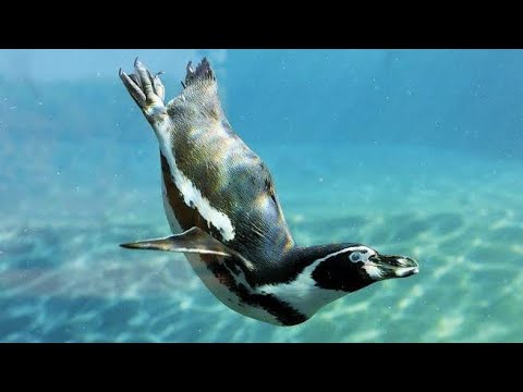 Penguins kill each other | Mia Bethany | Facts Factory - YouTube