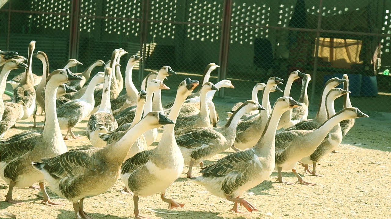 Swan Farming - Income From Commercial Swan Farming Business - YouTube