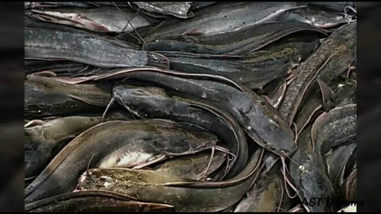 Fresh African Mushi (Cat Fish) for Sale - Video from Ambattur - YouTube
