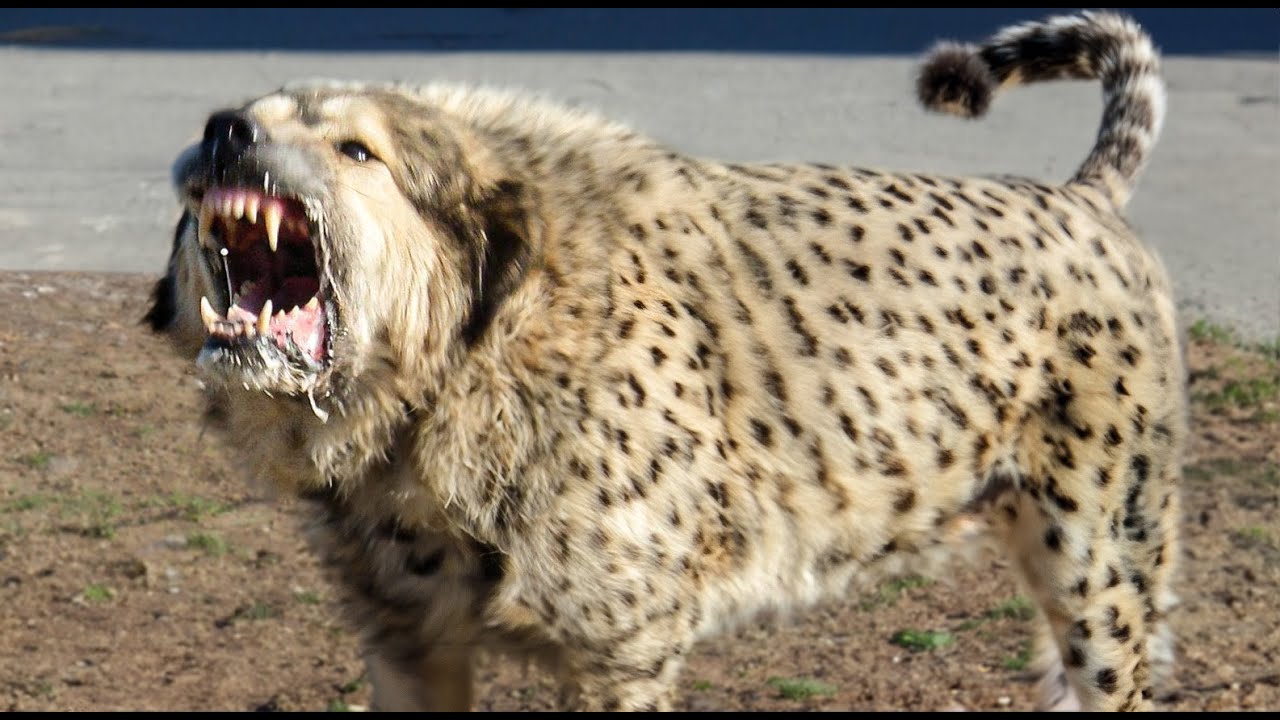 10 Most Unrecognized German Dog Breeds - YouTube