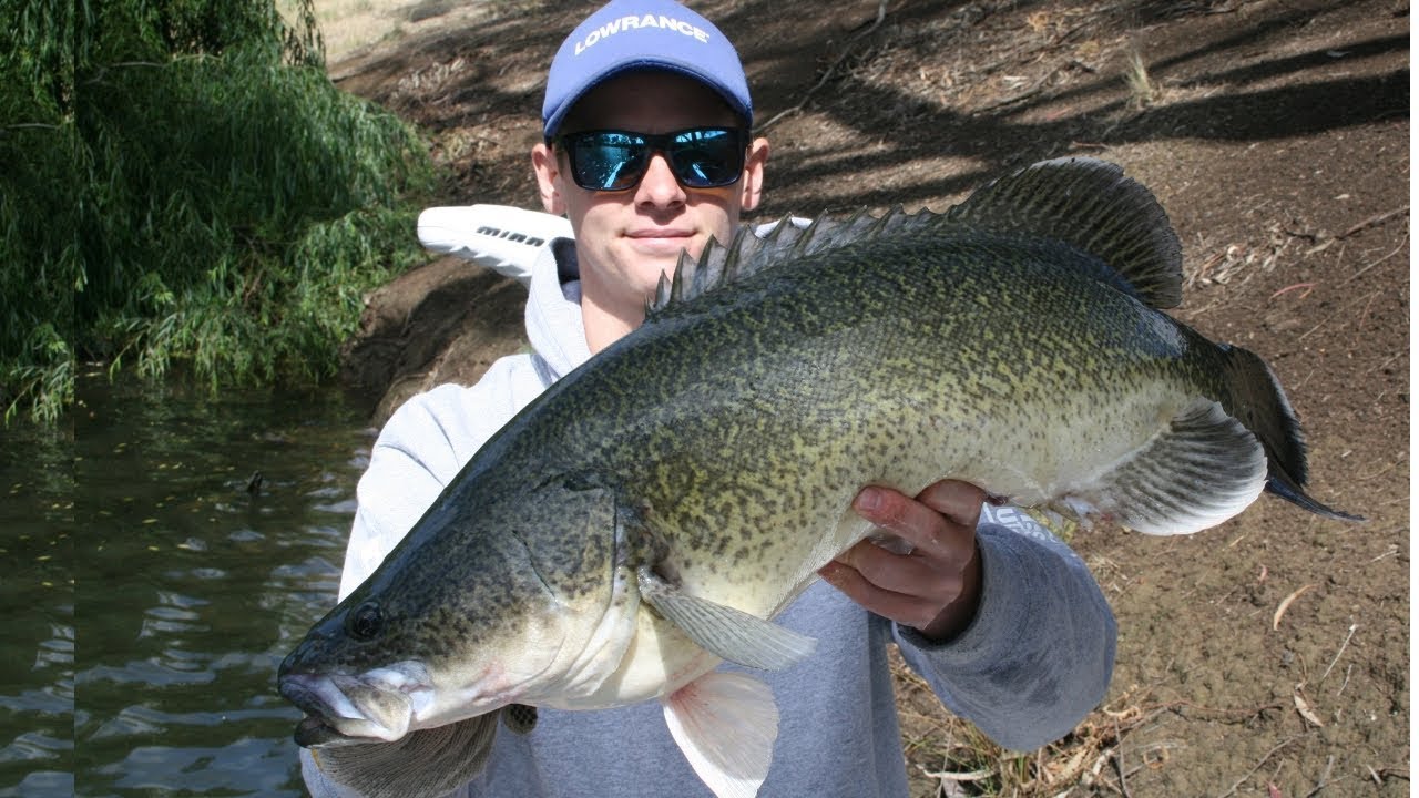 Murray Cod and Yellowbelly! Fishing For Natives! 2018 - YouTube
