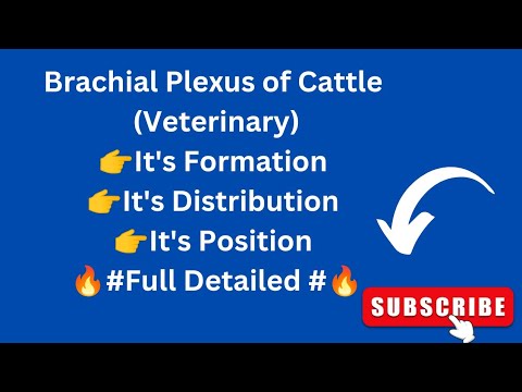 Brachial Plexus of Cattle | Forelimb Nerve Supply of Ox | Veterinary ...