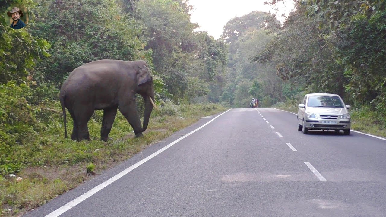 Beauty Of Dooars & Elephant. - YouTube