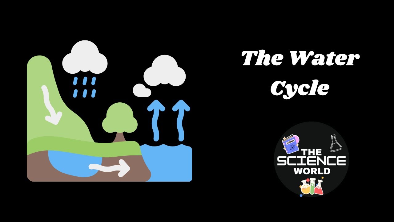 The Water Cycle | Nature's Endless Journey | The Science World 💧🌍 - YouTube