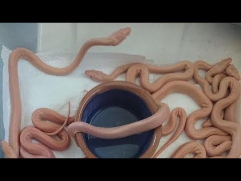 FNL Breakdown #4- How to Breed Olive Pythons - YouTube