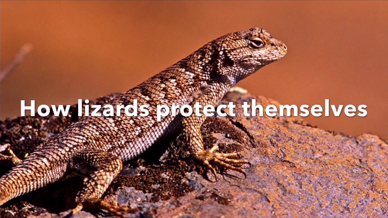 How Lizards Protect Themselves - YouTube
