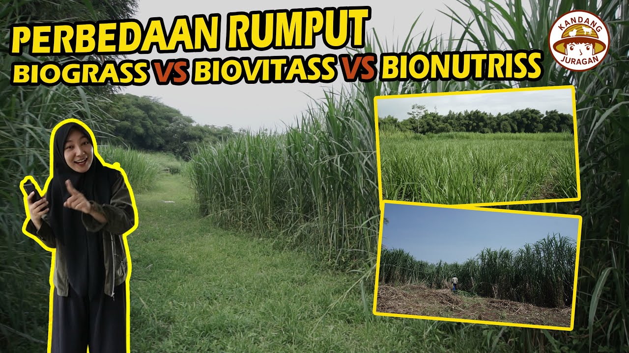 LEBIH BAGUS MANA BIOGRASS, BIOVITASS & BIONUTRISS? Bisa Untuk Pakan ...