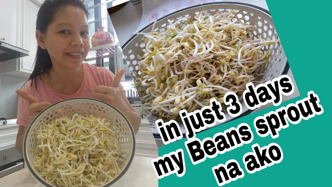 Vlog#19 PAANO GAWIN ang BEANS SPROUT Or TOUGUE - YouTube