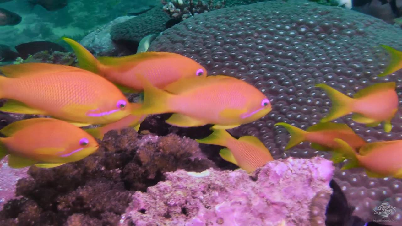Sea Goldies (Pseudanthias squamipinnis) filmed on Pinnacle Reef - YouTube