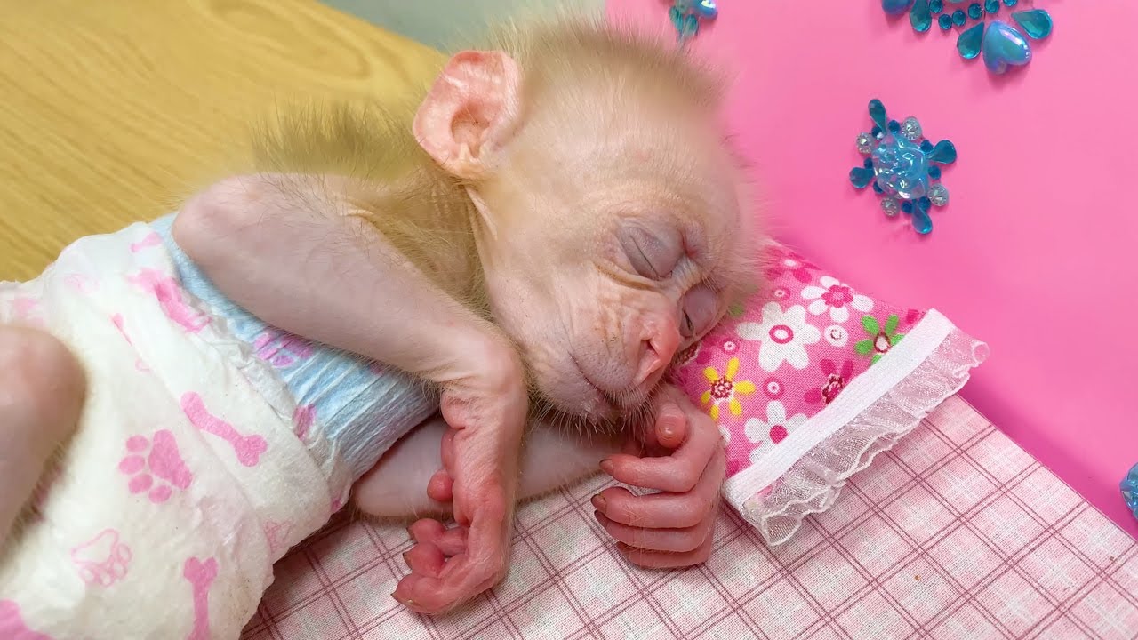 Monkey bebe made bed by dad So cute - YouTube