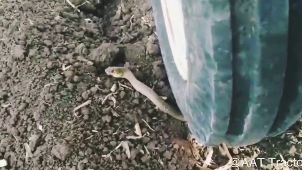 Snake Stuck Under Sonalika Tractor Tyre | Snake VS Tractor | AAT ...